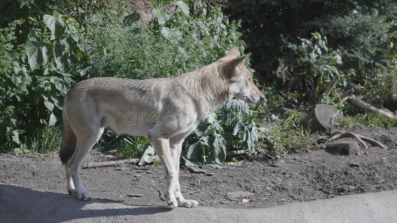 Wolf Running through the Forest in the Fall Stock Image - Image of ...