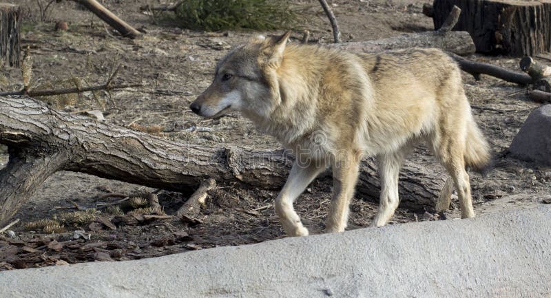 Running Gray Wolf Front View Stock Photos - Free & Royalty-Free Stock ...