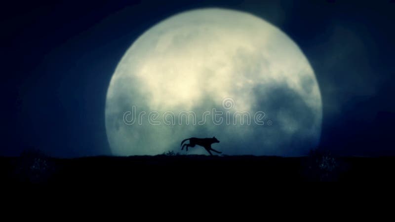 Wolf Stock Footage & Videos - 5,708 Stock Videos