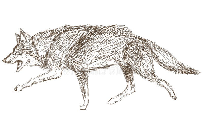 Wolf running sketch icon stock illustration. Illustration of power ...