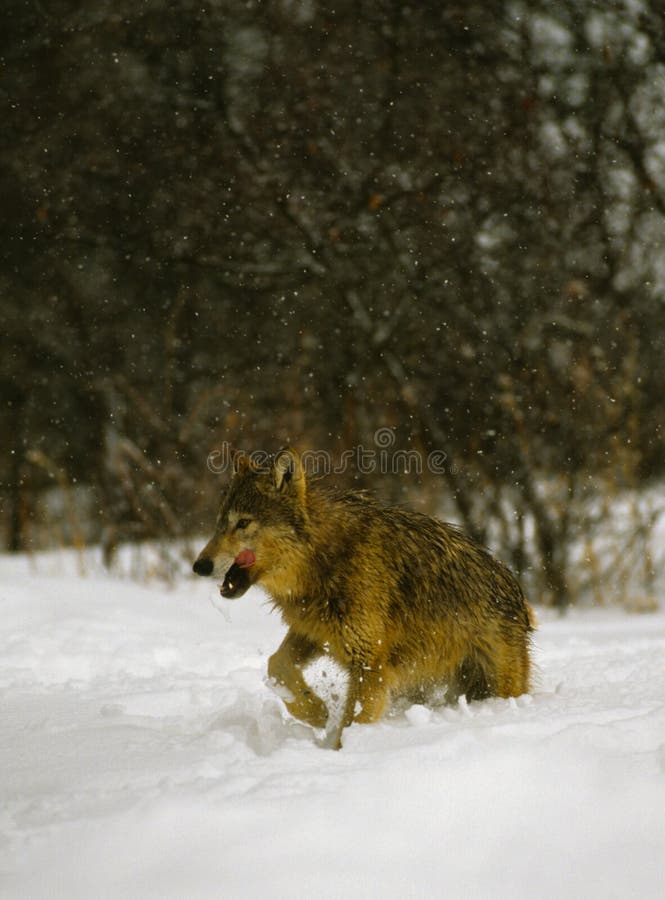 Wolf Running in Snow stock photo. Image of snow, wilderness - 12656648