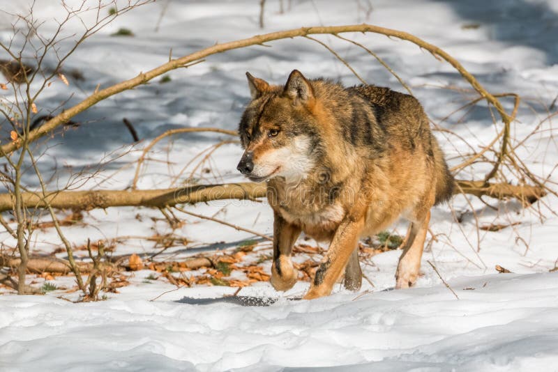 Wolf Running Towards Viewer Stock Image - Image of lupus, predator: 272187