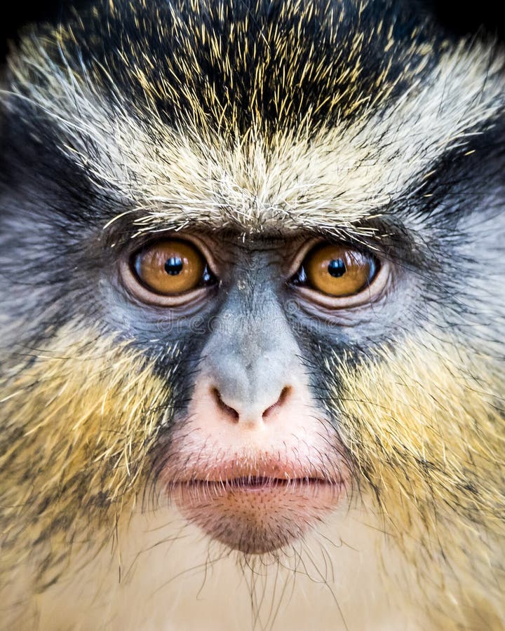 Wolf Guenon Monkey, Africa Big Eyed Gremlin Stock Image - Image of ...
