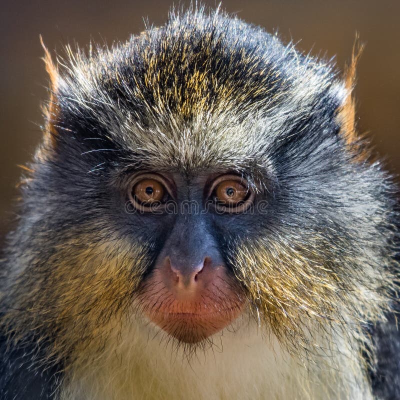 Wolf`s Guenon III stock image. Image of monkey, guenon - 165854089