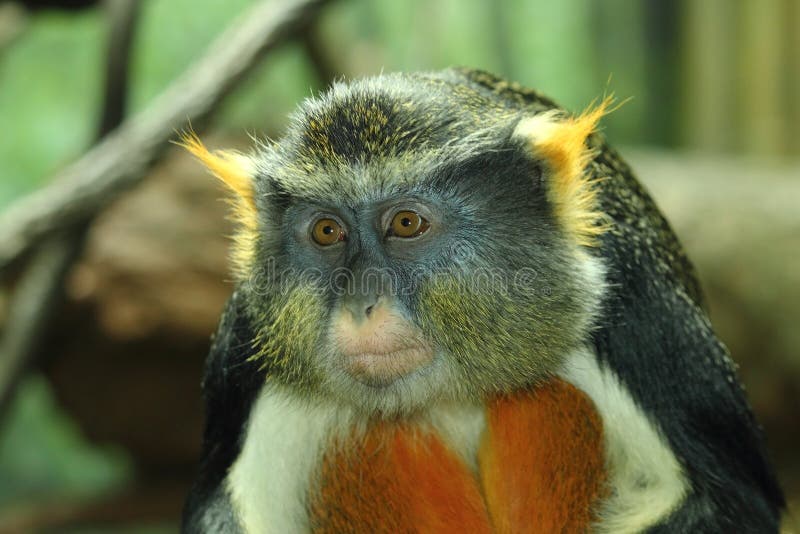 Wolf Guenon Monkey, Africa Big Eyed Gremlin Stock Image - Image of ...