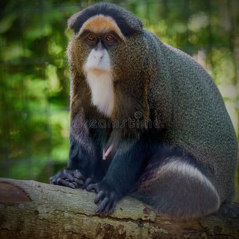 Wolf’s Guenon monkey stock image. Image of animals, sitting - 325272413