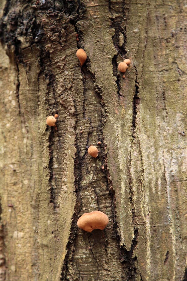 Wolf S Milk - Lycogala Epidendrum Stock Image - Image of trunk, people ...