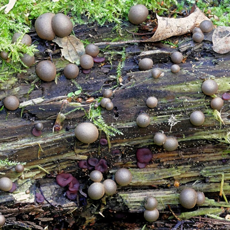 Wolf`s Milk, Lycogala Epidendrum Stock Image - Image of molds, gorgeous ...