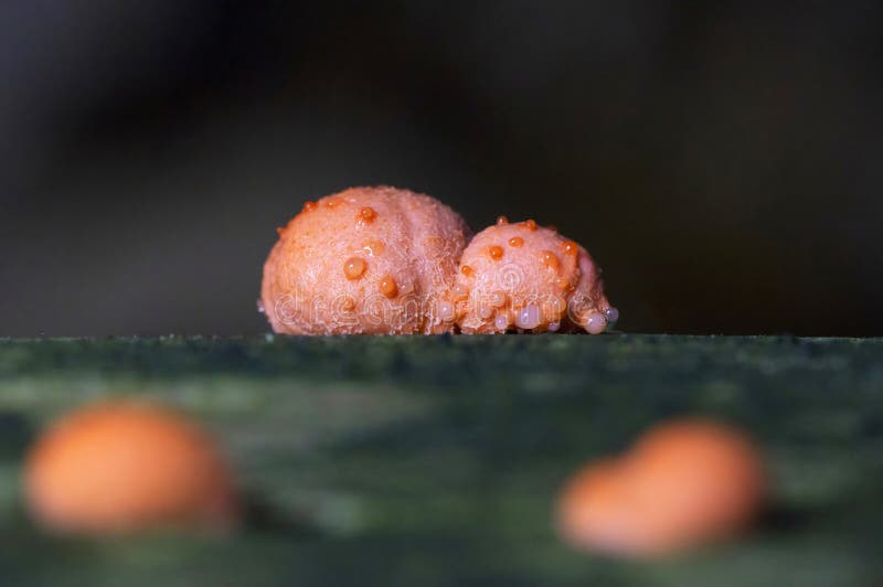 Wolf S Milk Lycogala Epidendrum Stock Image - Image of groening ...
