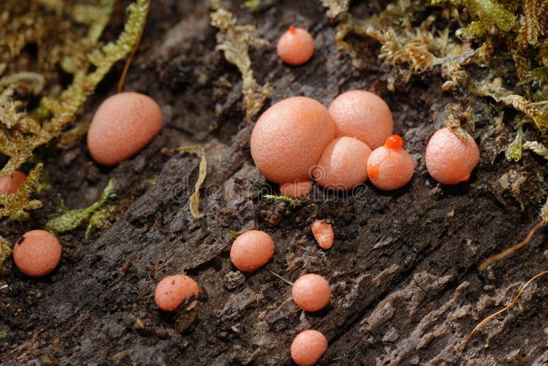 Wolf`s Milk Slime Mould stock image. Image of lycogala - 149330299