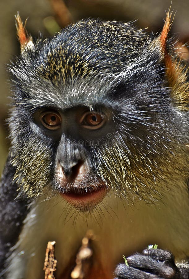Wolf Guenon Monkey, Africa Big Eyed Gremlin Stock Image - Image of ...