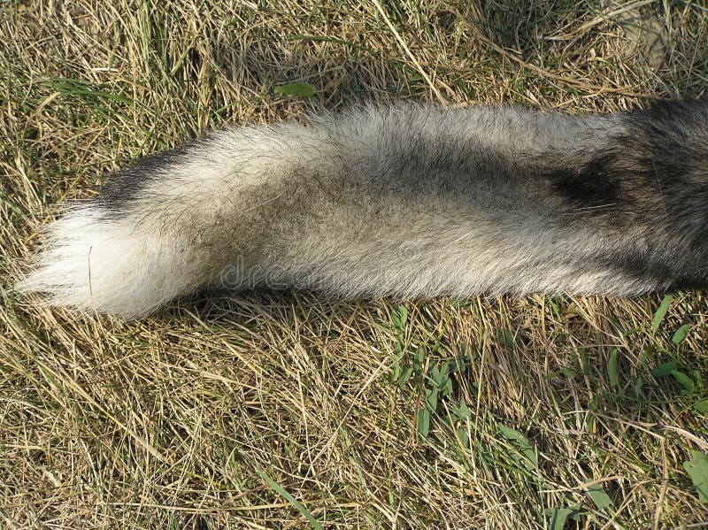 Wolf s tail - stock photo. Image of predators, tail, beautiful - 15520558