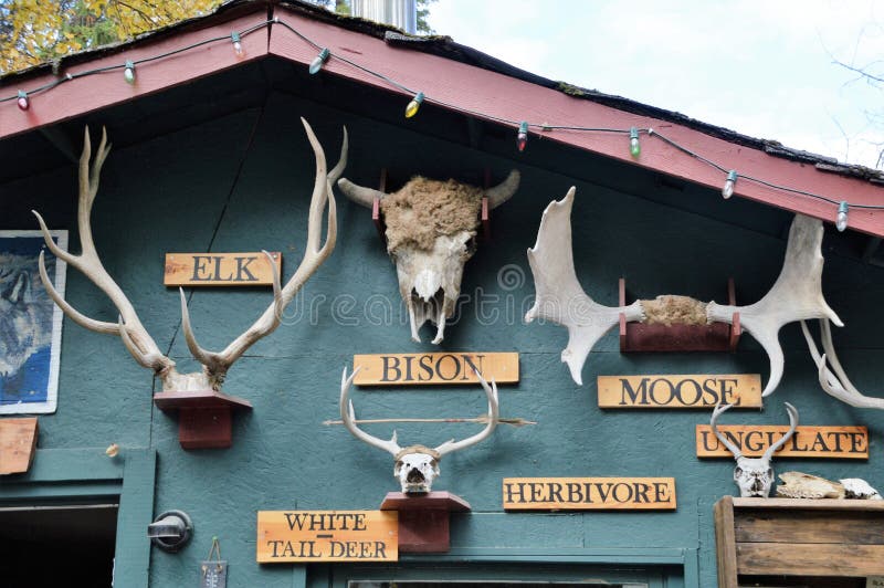 Wolf Sanctuary of Golden, Canada Stock Image - Image of showing, fall ...