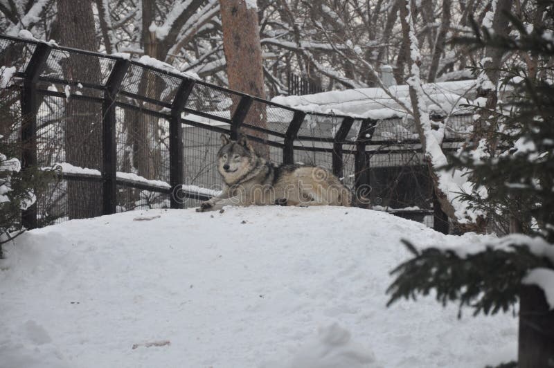 Wolf in Sapporo Maruyama Zoo, Hokkaido Japan Stock Image - Image of ...