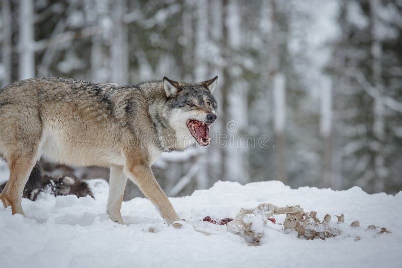 Wolf scavenging stock image. Image of natural, mammal - 65434663