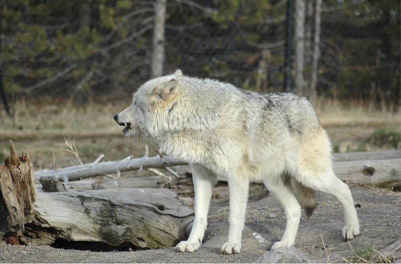 Wolf Senses Danger imagen de archivo. Imagen de amenazador - 91629295