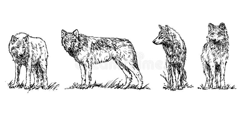 Wolf - Set of Wolves, Hand Drawn Black and White Vector Illustrations ...