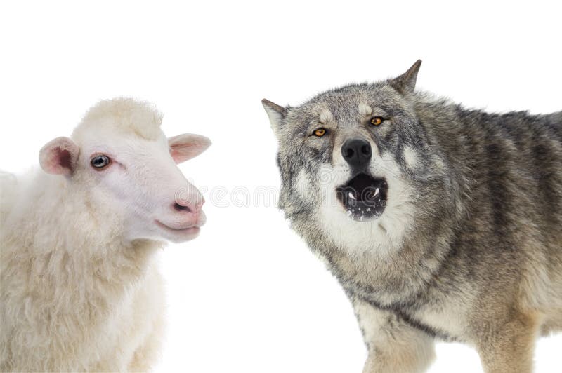 Wolf Attacking Sheep