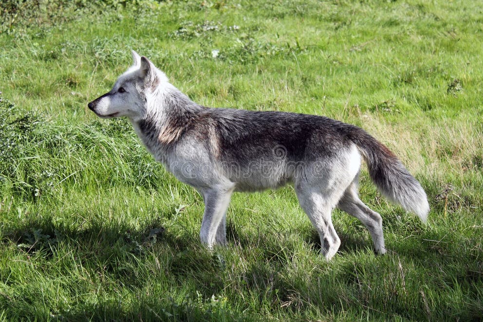 Wolf Side Profile Landscape Stock Photo - Image of hunting, ears: 34230478