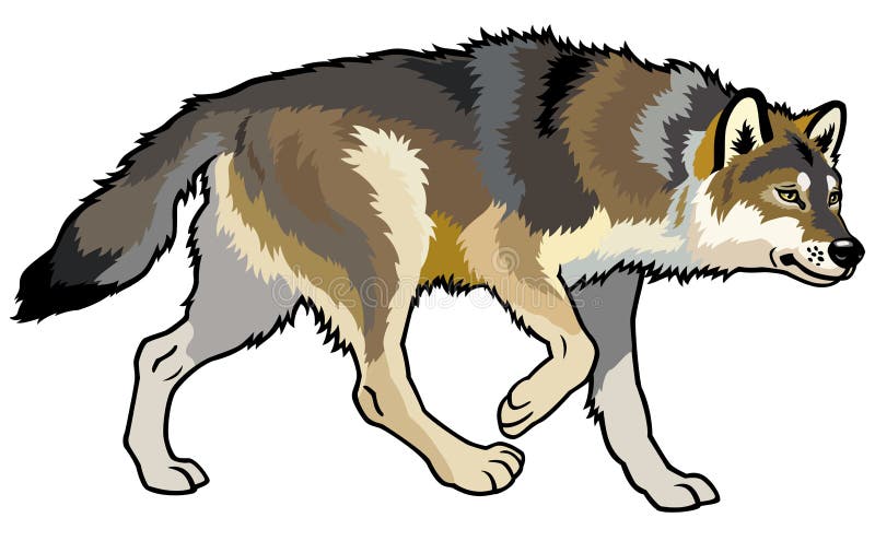 Wolf side view stock vector. Illustration of side, fauna - 29241571
