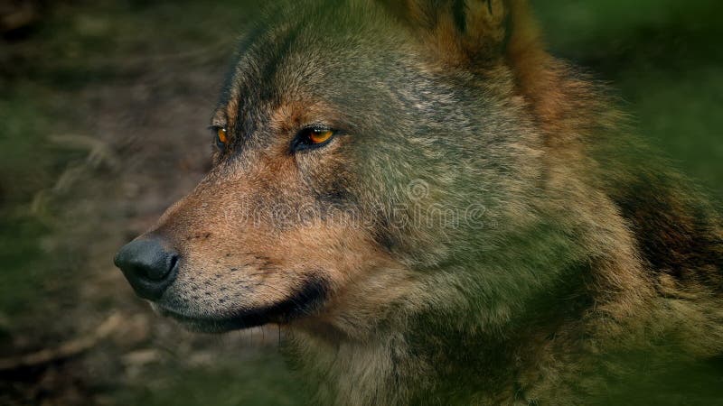 Wolf Side View with Bright Eyes in the Dark Stock Footage - Video of ...