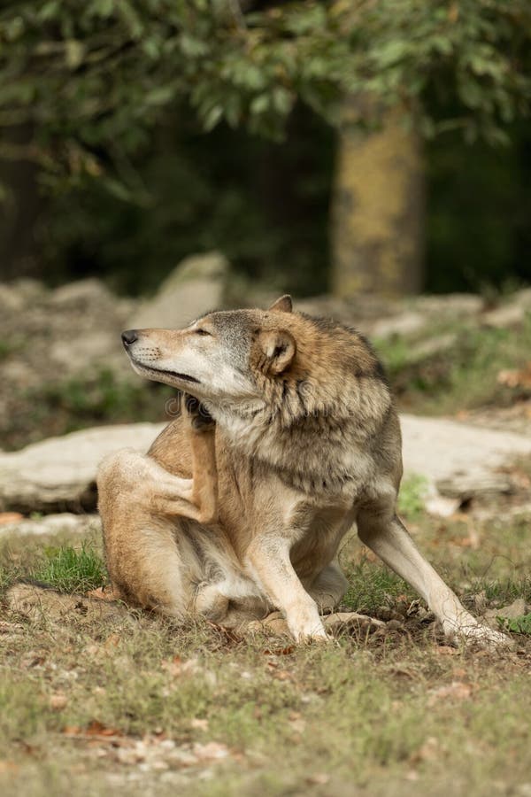 4,751 Wolf Sitting Photos - Free & Royalty-Free Stock Photos from ...