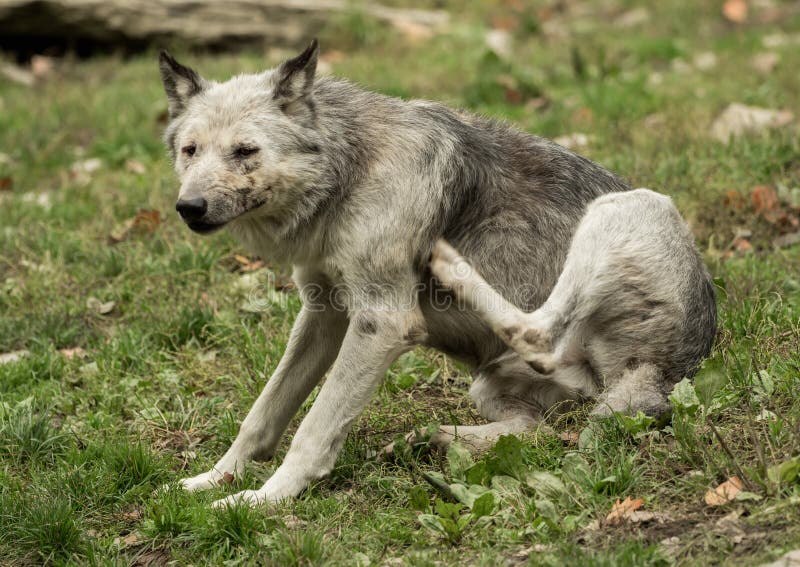 4,751 Wolf Sitting Photos - Free & Royalty-Free Stock Photos from ...