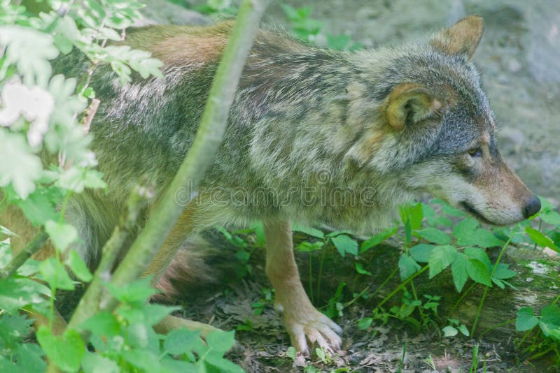 Wolf Skansen Park Stockholm Sweden Stock Photo - Image of sweden ...