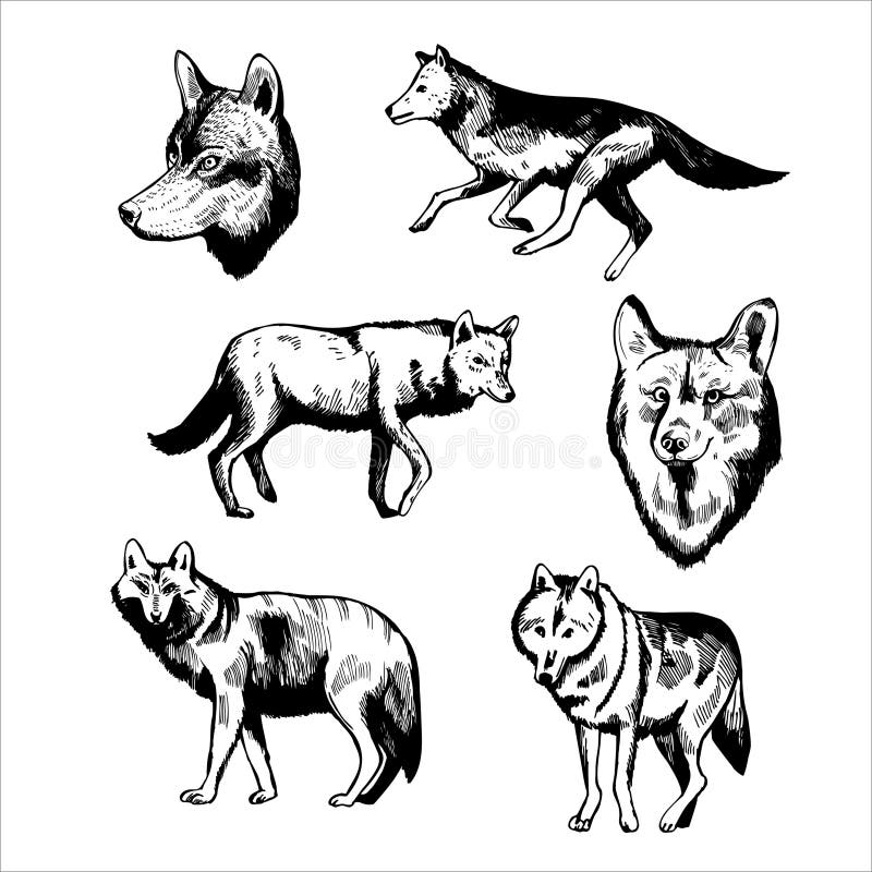 Wolf Pack Sketch Stock Illustrations – 713 Wolf Pack Sketch Stock ...