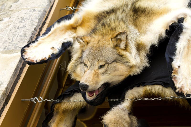 Wolf skin stock photo. Image of skin, fang, pelt, hanging - 25607066