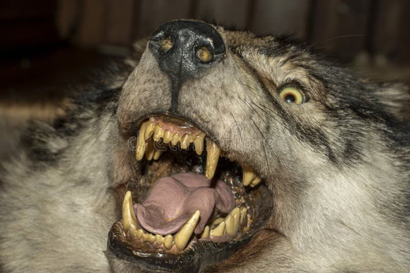 Wolf Skin on Cabin Wall Lapland Stock Photo - Image of skin, wood ...