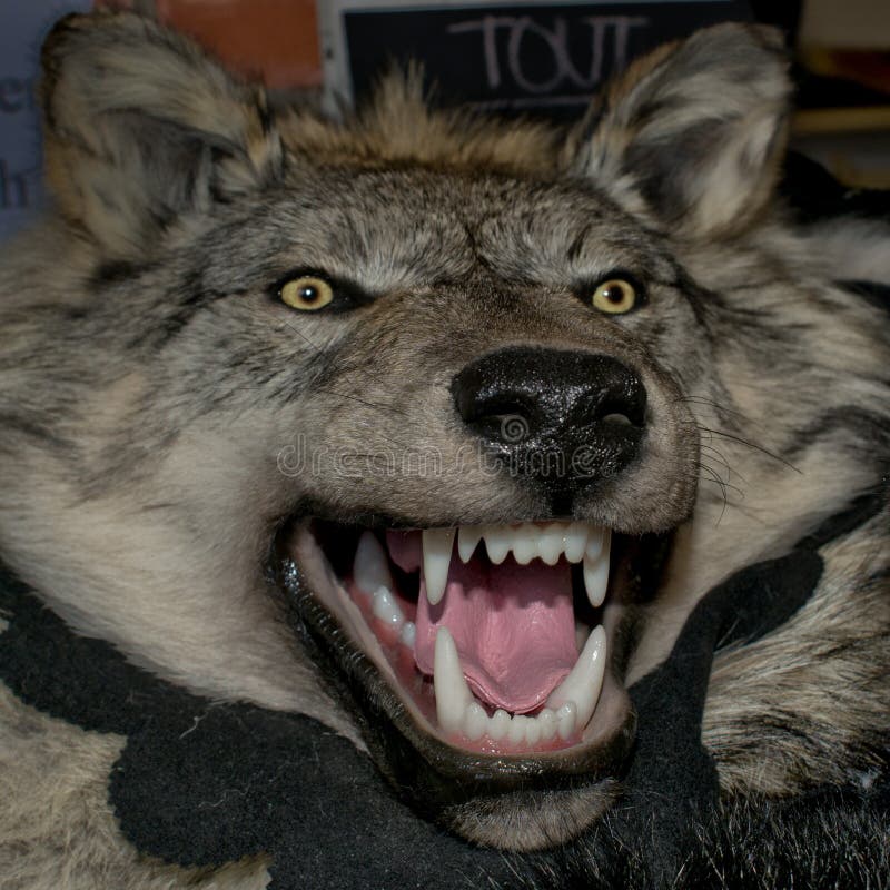 Wolf Skin stock image. Image of grey, wolf, hair, gray - 10322277