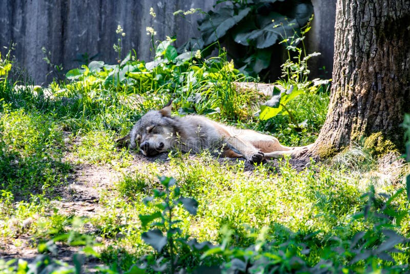 Wolf Sleeping on a Grasses in the Woods on a Sunny Day Stock Image ...