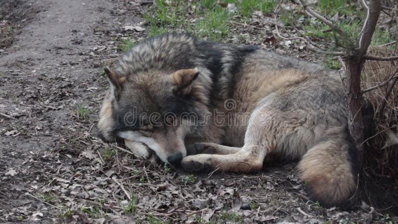 A Wolf is Sleeping Under a Tree in the Forest Stock Video - Video of ...