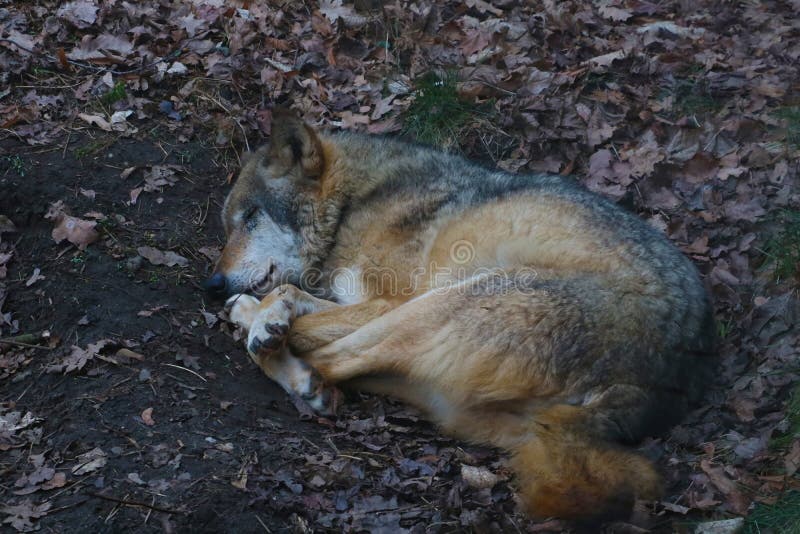 The Wolf Sleeps Under a Tree in a Hole in the Forest Stock Photo ...