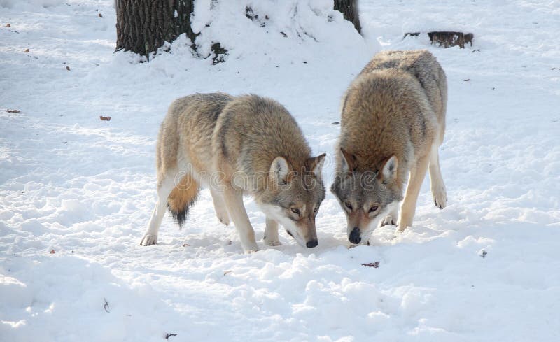 Two Wolves in the Winter in the Forest Stock Photo - Image of beauty ...