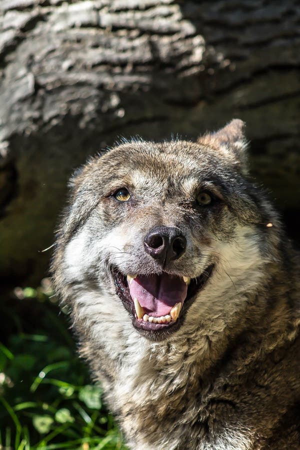 Wolf Smile stockbild. Bild von zähne, wildnis, farbe - 45700109