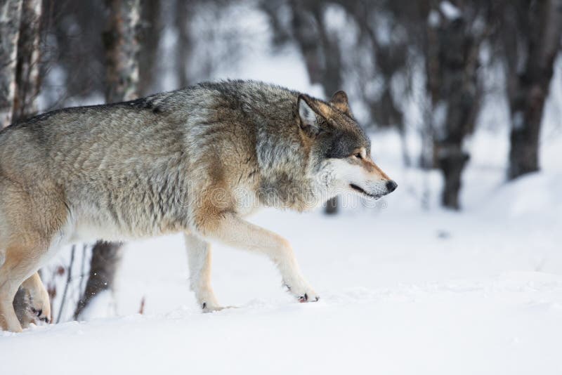 Wolf Sneaking in the Winter Forest Stock Image - Image of animal ...