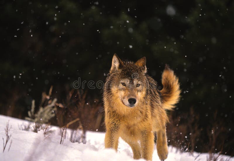 Grey Wolf in Snowstorm stock image. Image of gray, snow - 11229327