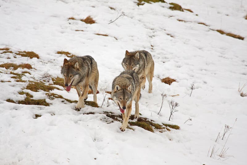 Wolf Pack Running in the Cold Landscape Stock Photo - Image of eurasian ...