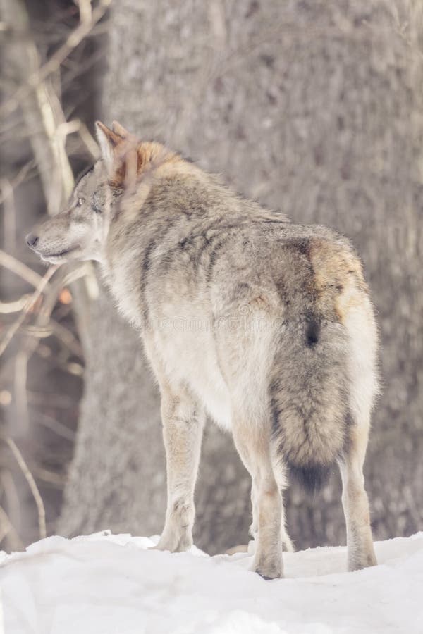 Wolf in the Snow, Animal Photography Stock Image - Image of snow ...