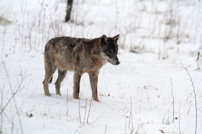 A wolf in the snow stock image. Image of show, abruzzo - 84230803