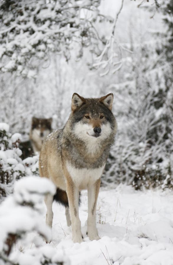 Wolf in snow stock photo. Image of animals, snowy, wolfs - 58704154