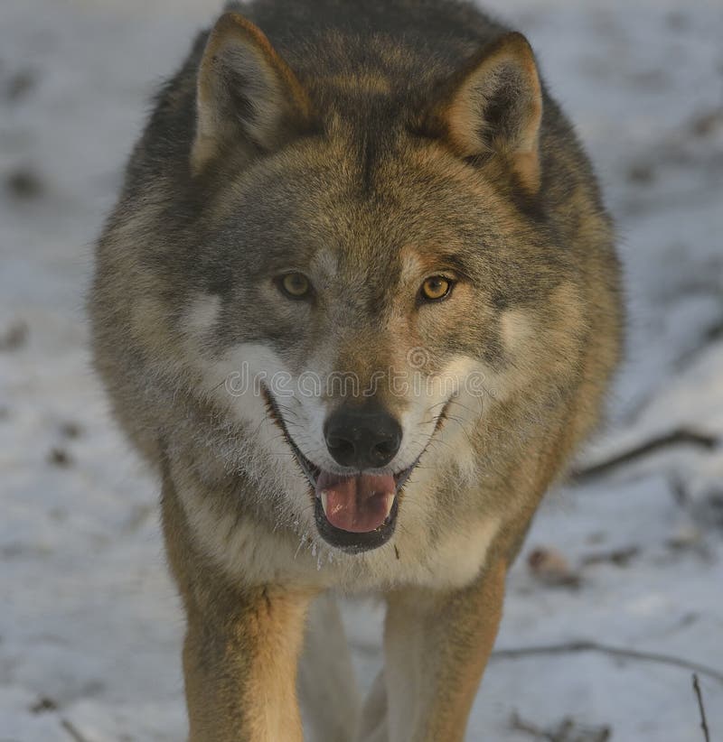 A Closeup View of an Arctic Wolf`s Face with a Drooling Mouth Stock ...