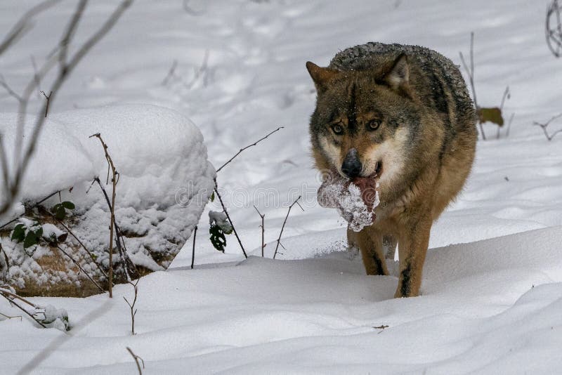 Grey Wolf in the Snow Eating Meat Stock Photo - Image of white, grey ...