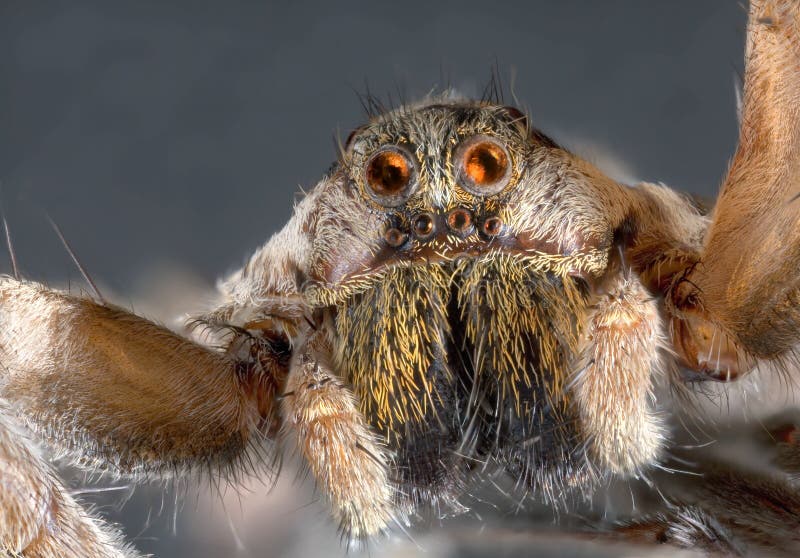 Wolf Spider, Pico Bonito, Honduras Arachnid Stock Image - Image of pico ...