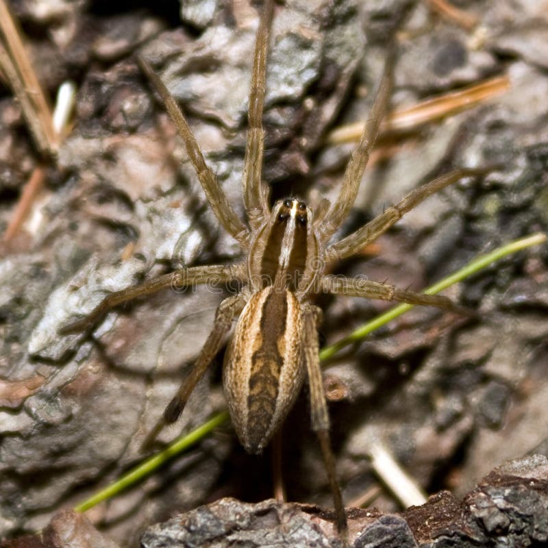 2,882 Wolf Spider Stock Photos - Free & Royalty-Free Stock Photos from ...