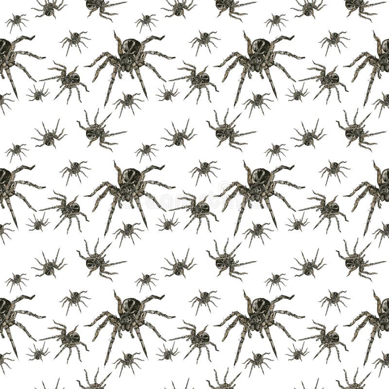 Wolf Spider Web Stock Illustrations – 160 Wolf Spider Web Stock ...