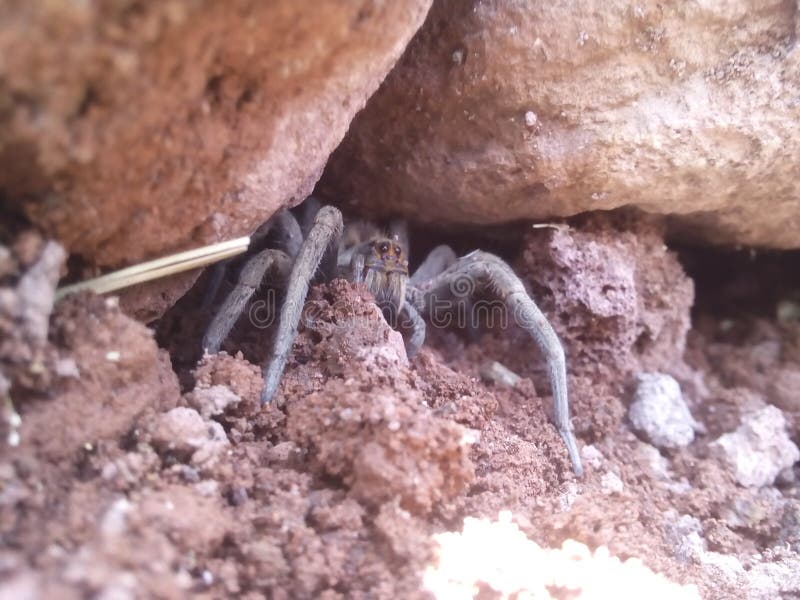 Wolf spider in cave stock image. Image of wolf, spider - 99327969