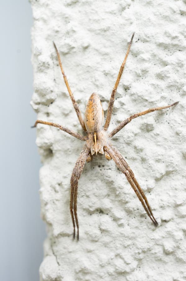 A Wolf Spider Shell Back Close-up Stock Photo - Image of background ...